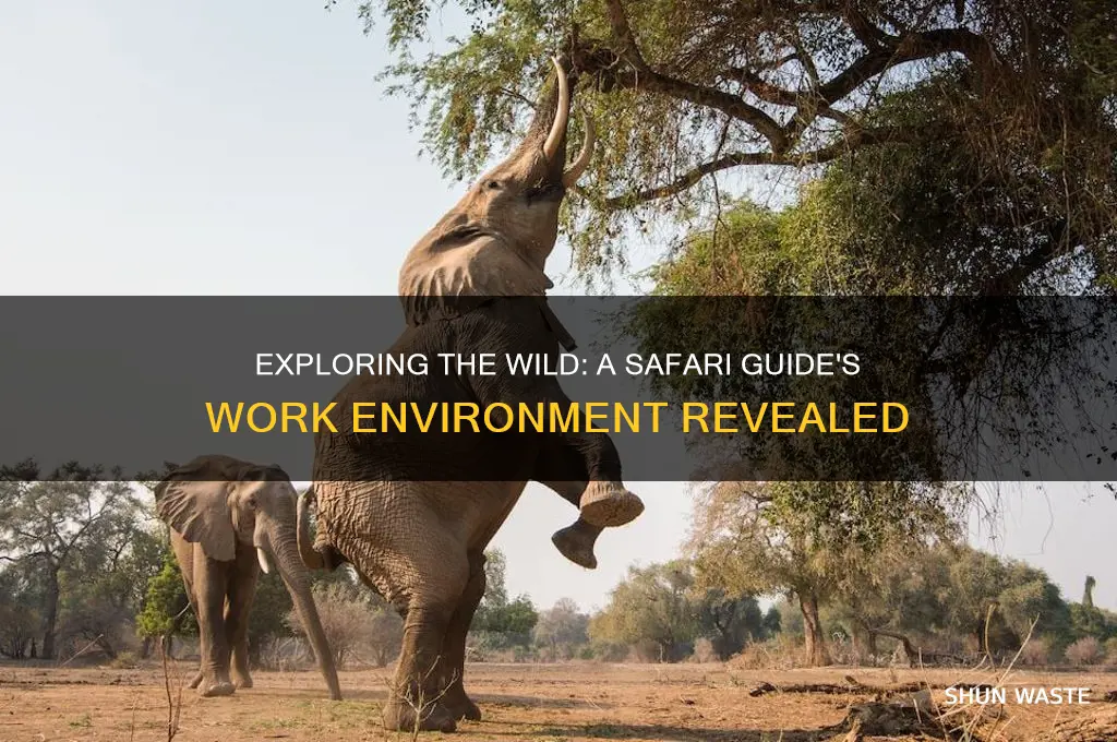 Exploring The Wild: A Safari Guide's Work Environment Revealed | ShunWaste