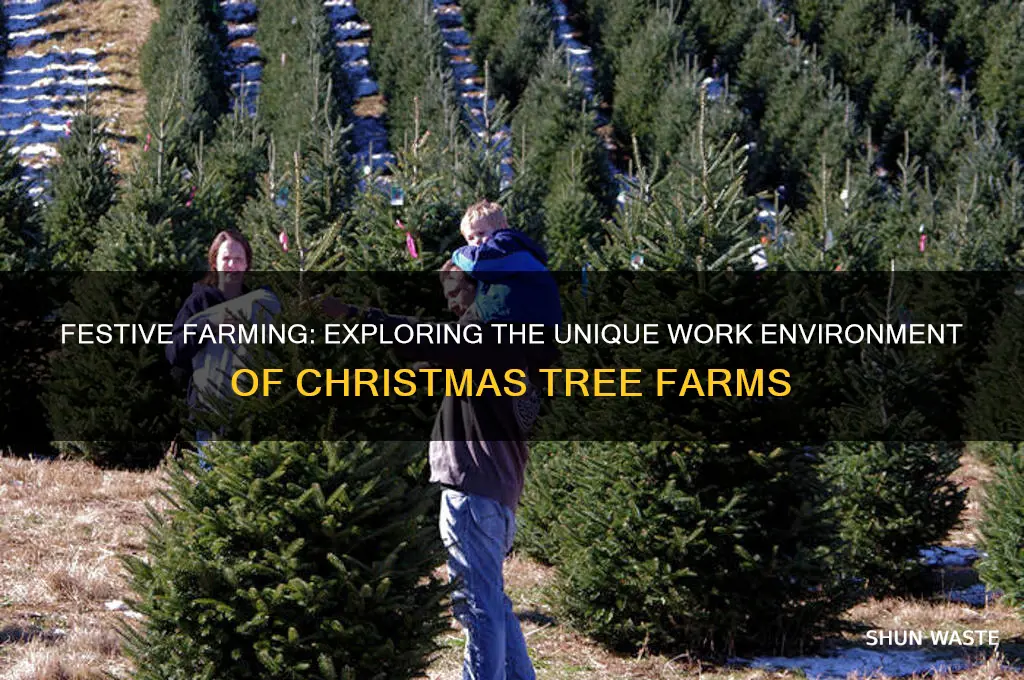 Festive Farming: Exploring The Unique Work Environment Of Christmas ...