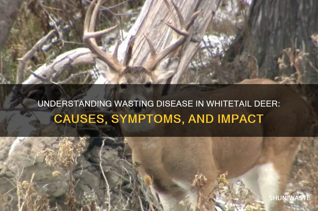 Understanding Wasting Disease In Whitetail Deer: Causes, Symptoms, And ...