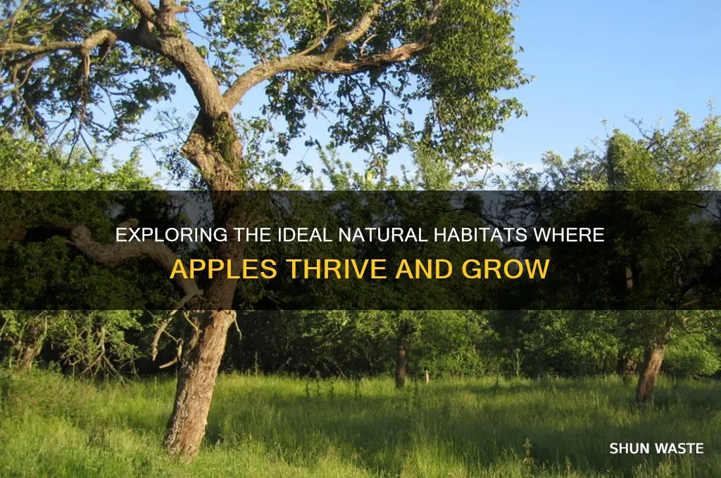 Exploring The Ideal Natural Habitats Where Apples Thrive And Grow ...