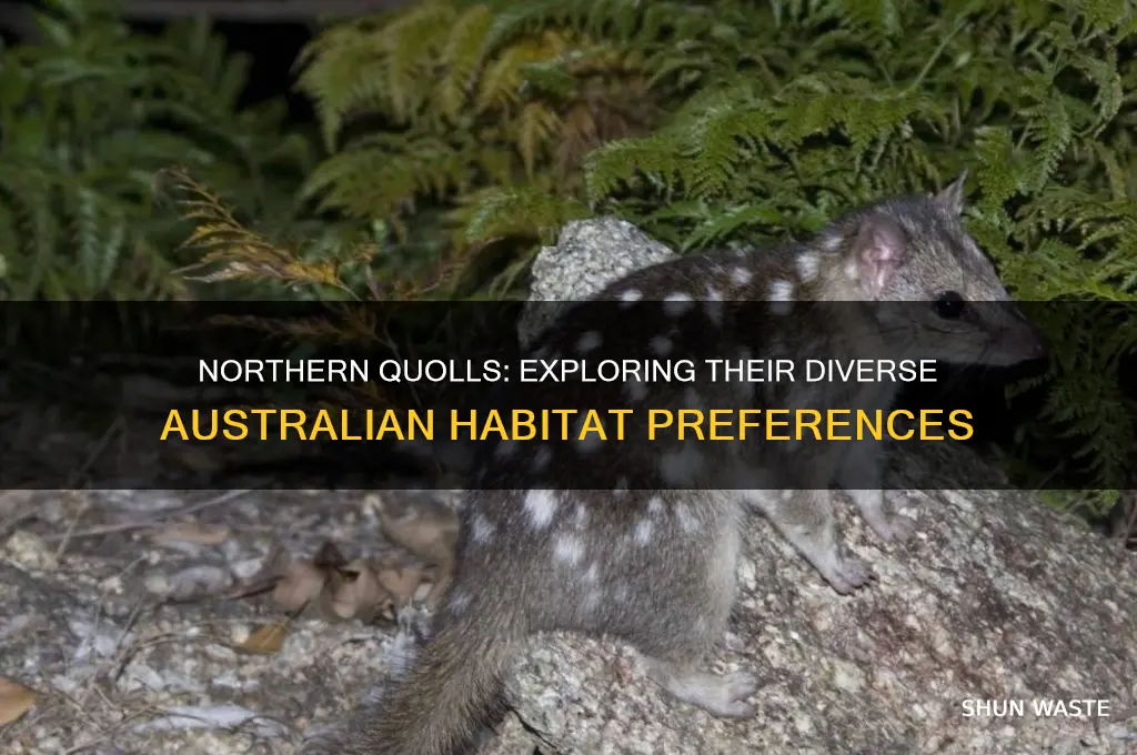 Northern Quolls: Exploring Their Diverse Australian Habitat Preferences ...