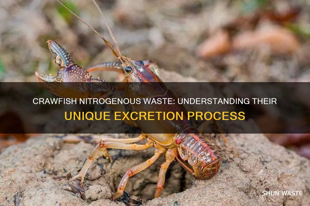 Crawfish Nitrogenous Waste: Understanding Their Unique Excretion ...