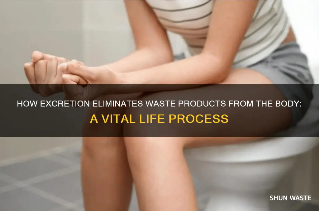 How Excretion Eliminates Waste Products From The Body: A Vital Life ...