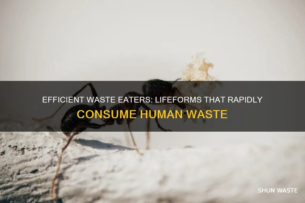 Efficient Waste Eaters: Lifeforms That Rapidly Consume Human Waste ...