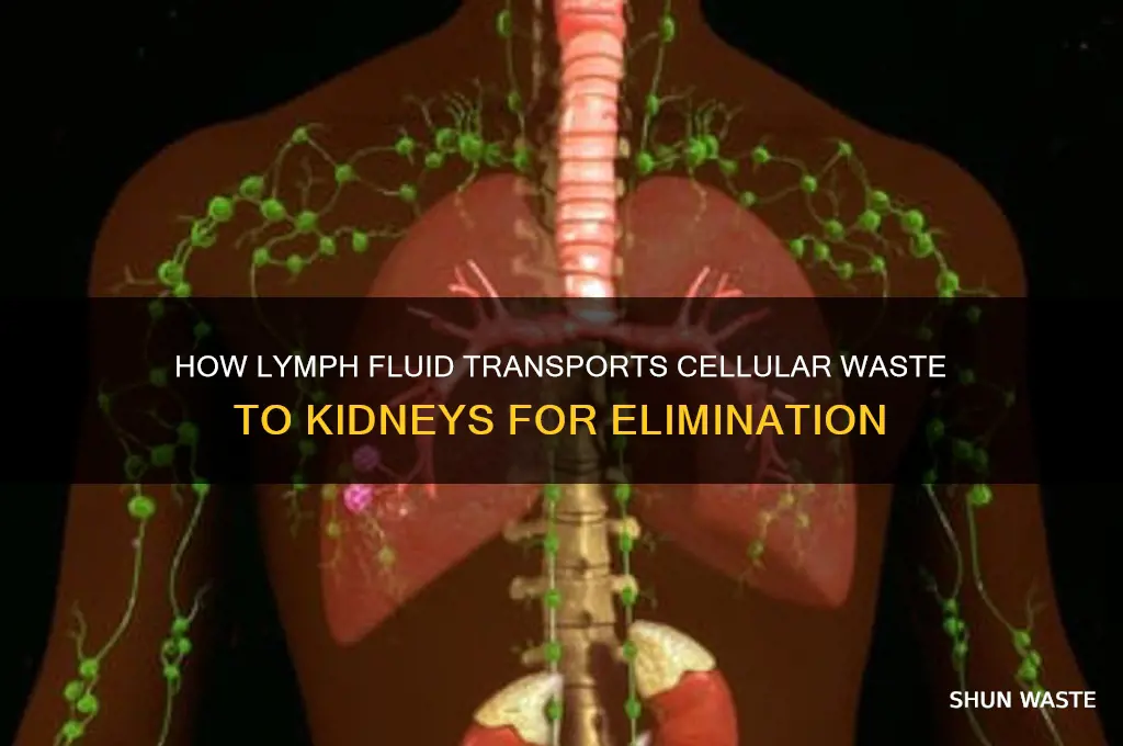 How Lymph Fluid Transports Cellular Waste To Kidneys For Elimination ...