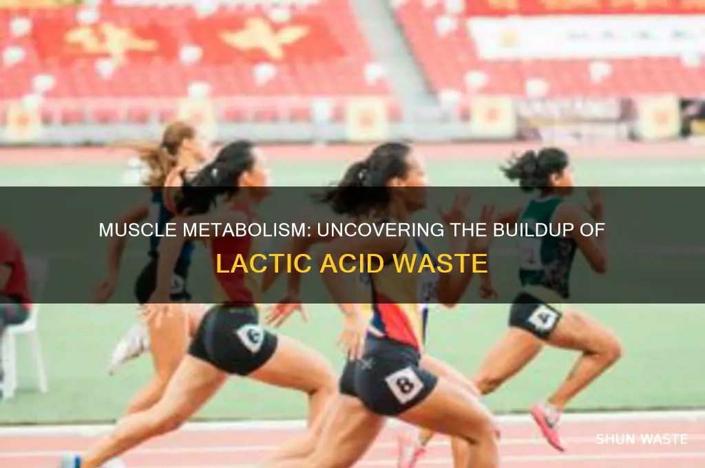 Muscle Metabolism: Uncovering The Buildup Of Lactic Acid Waste | ShunWaste