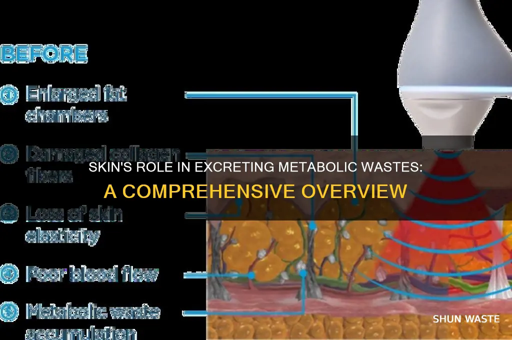 Skin's Role In Excreting Metabolic Wastes: A Comprehensive Overview ...