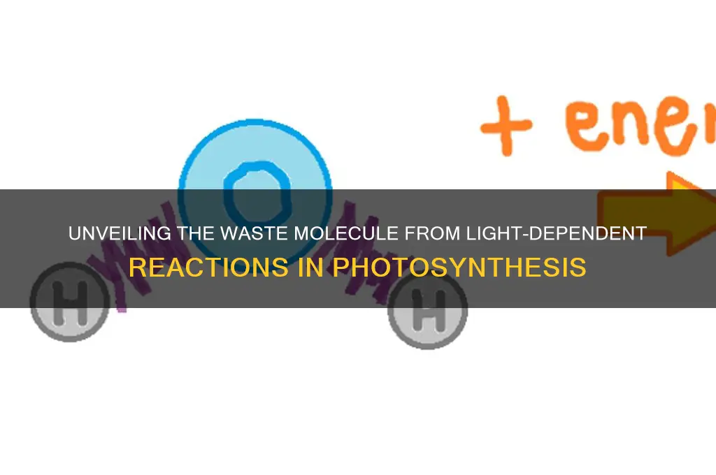 Unveiling The Waste Molecule From Light-Dependent Reactions In ...