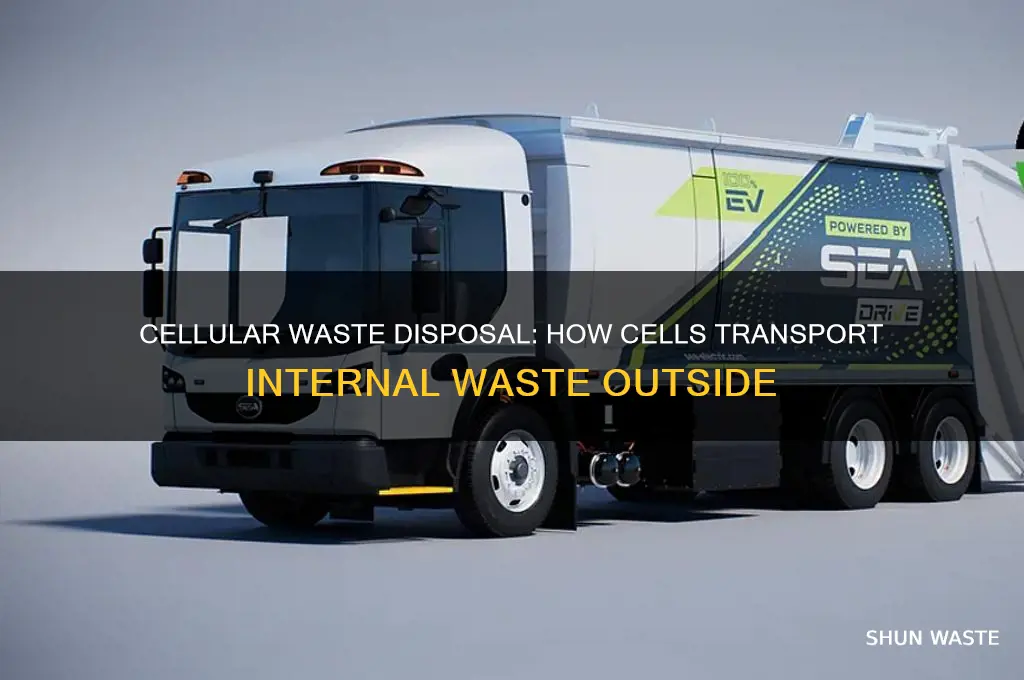 Cellular Waste Disposal: How Cells Transport Internal Waste Outside ...