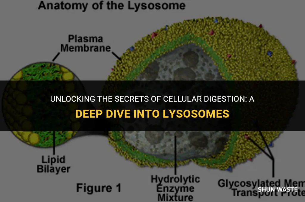 Unlocking The Secrets Of Cellular Digestion: A Deep Dive Into Lysosomes ...