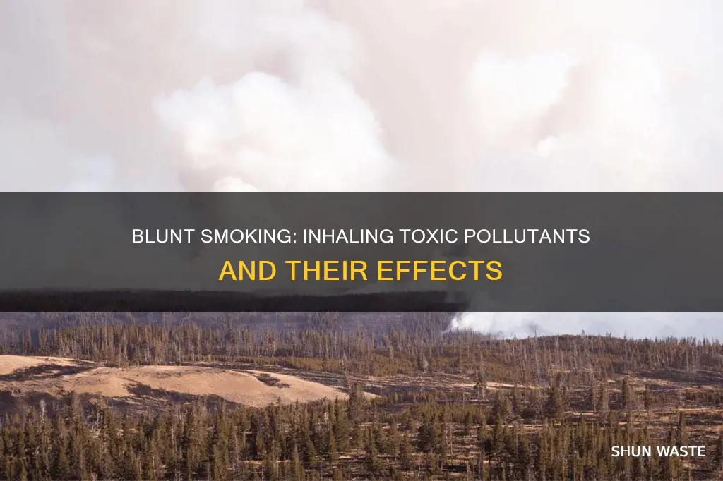Blunt Smoking: Inhaling Toxic Pollutants And Their Effects | ShunWaste