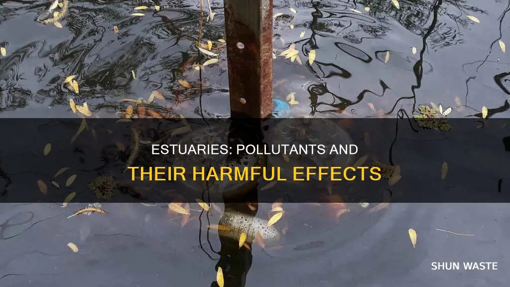 Estuaries: Pollutants And Their Harmful Effects | ShunWaste