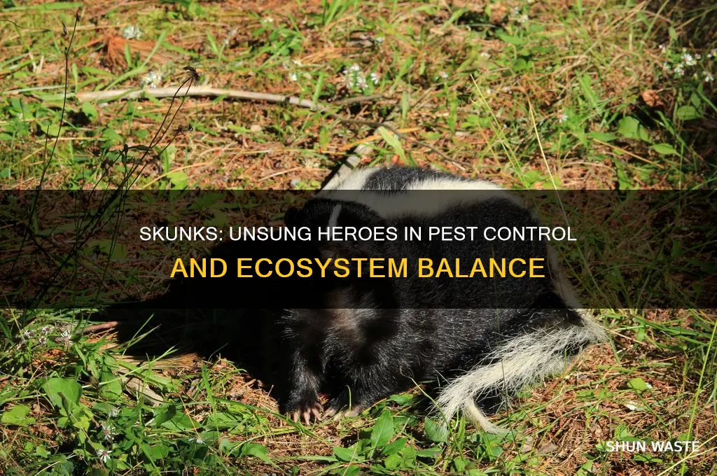 Skunks: Unsung Heroes In Pest Control And Ecosystem Balance | ShunWaste