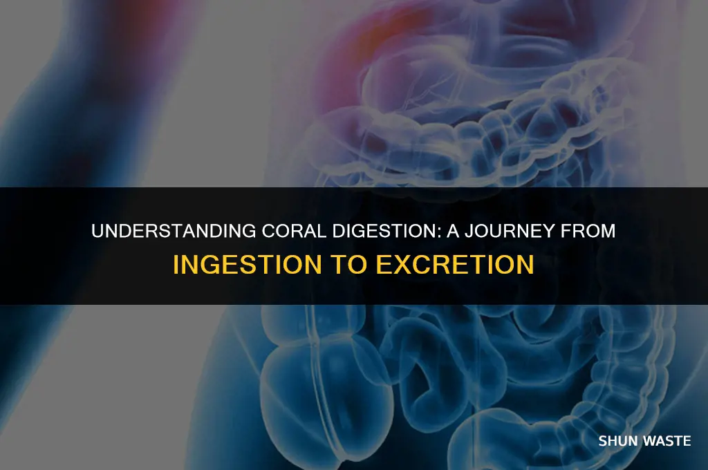 Understanding Coral Digestion: A Journey From Ingestion To Excretion ...