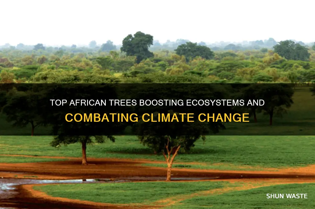 Top African Trees Boosting Ecosystems And Combating Climate Change ...
