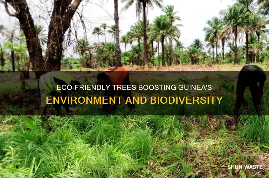 Eco-Friendly Trees Boosting Guinea's Environment And Biodiversity ...