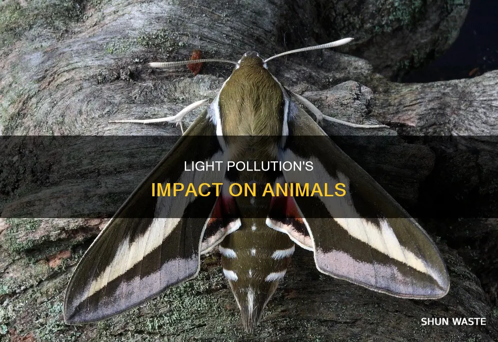 Light Pollution's Impact On Animals | ShunWaste