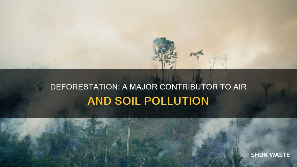 Deforestation: A Major Contributor To Air And Soil Pollution | ShunWaste