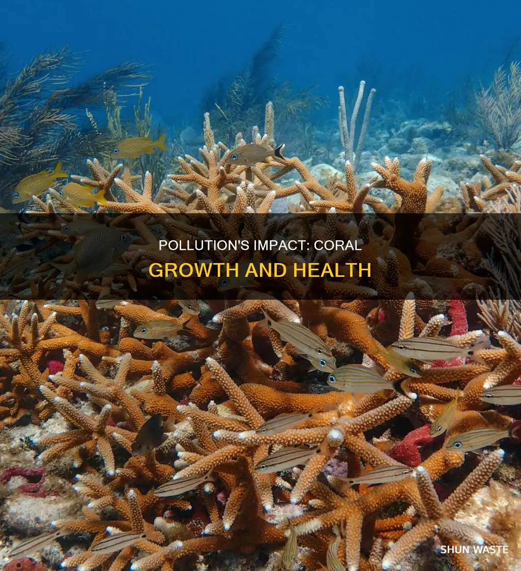 Pollution's Impact: Coral Growth And Health | ShunWaste