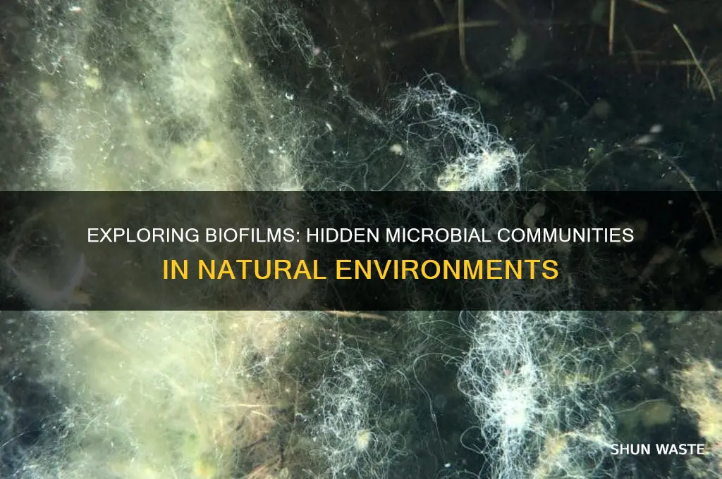 Exploring Biofilms: Hidden Microbial Communities In Natural ...