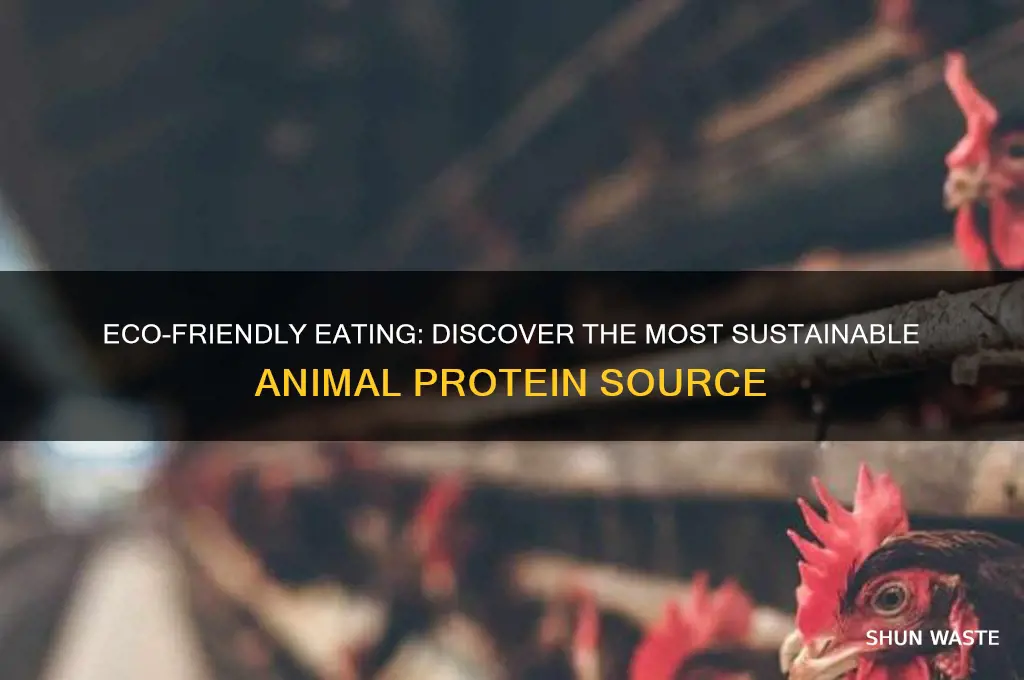 Eco-Friendly Eating: Discover The Most Sustainable Animal Protein ...