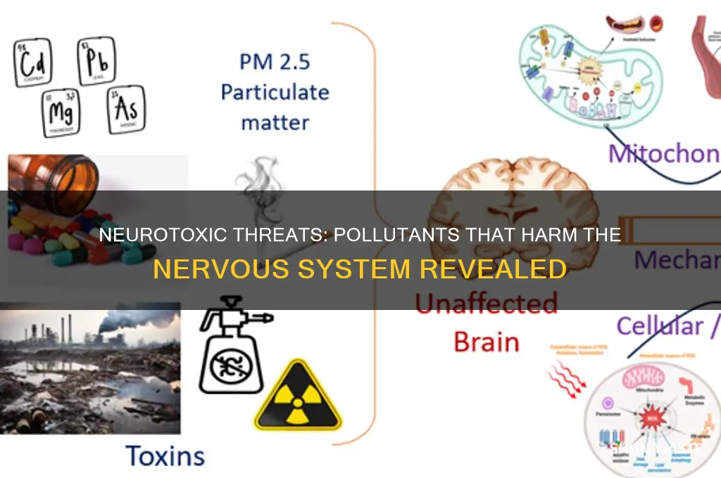 Neurotoxic Threats: Pollutants That Harm The Nervous System Revealed ...