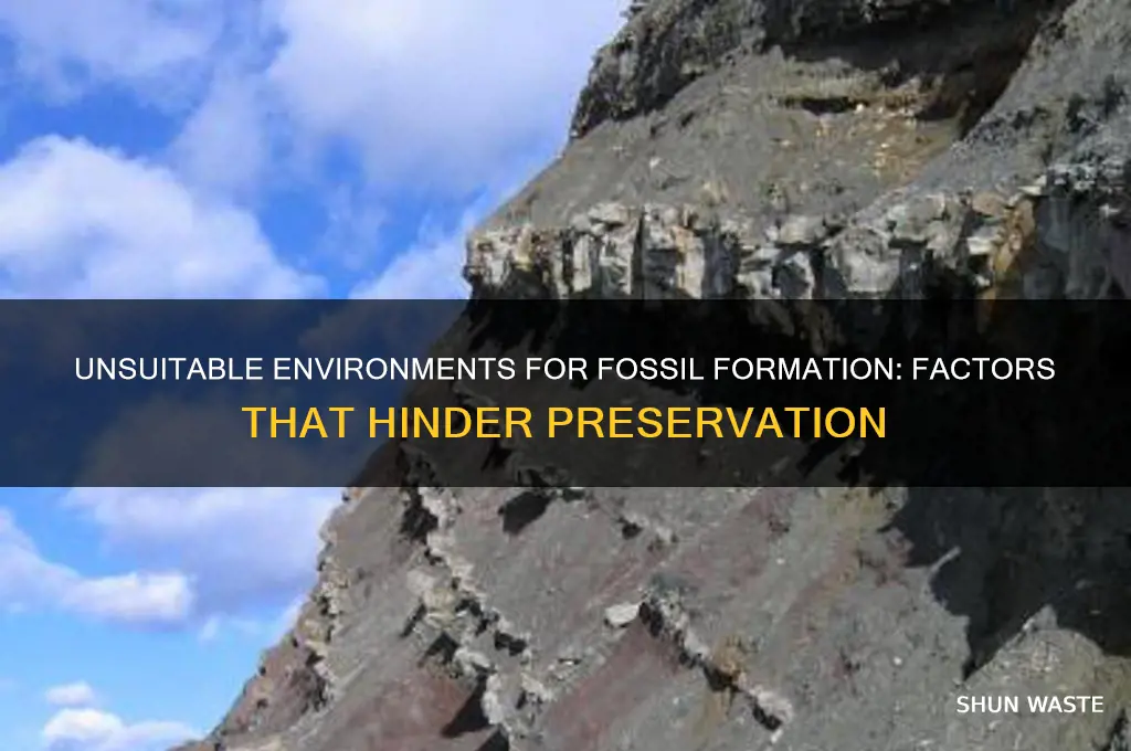 Unsuitable Environments For Fossil Formation: Factors That Hinder ...