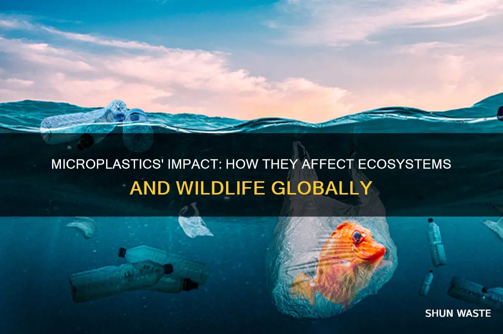 Microplastics' Impact: How They Affect Ecosystems And Wildlife Globally ...