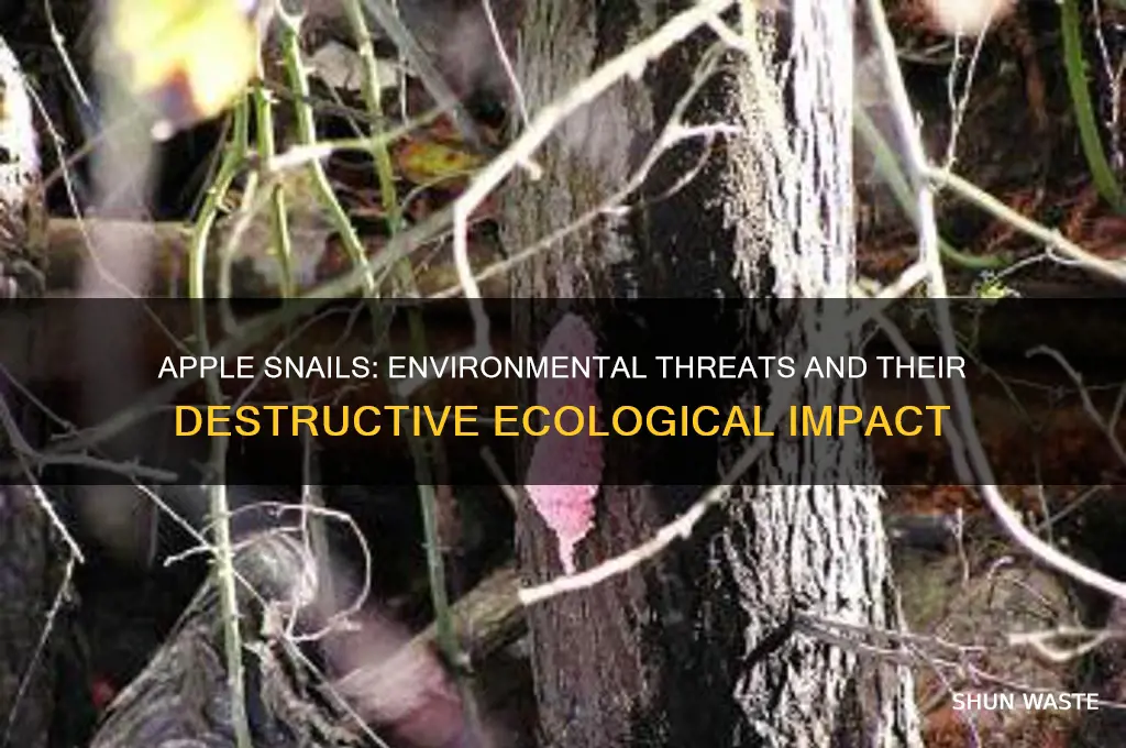Apple Snails: Environmental Threats And Their Destructive Ecological ...