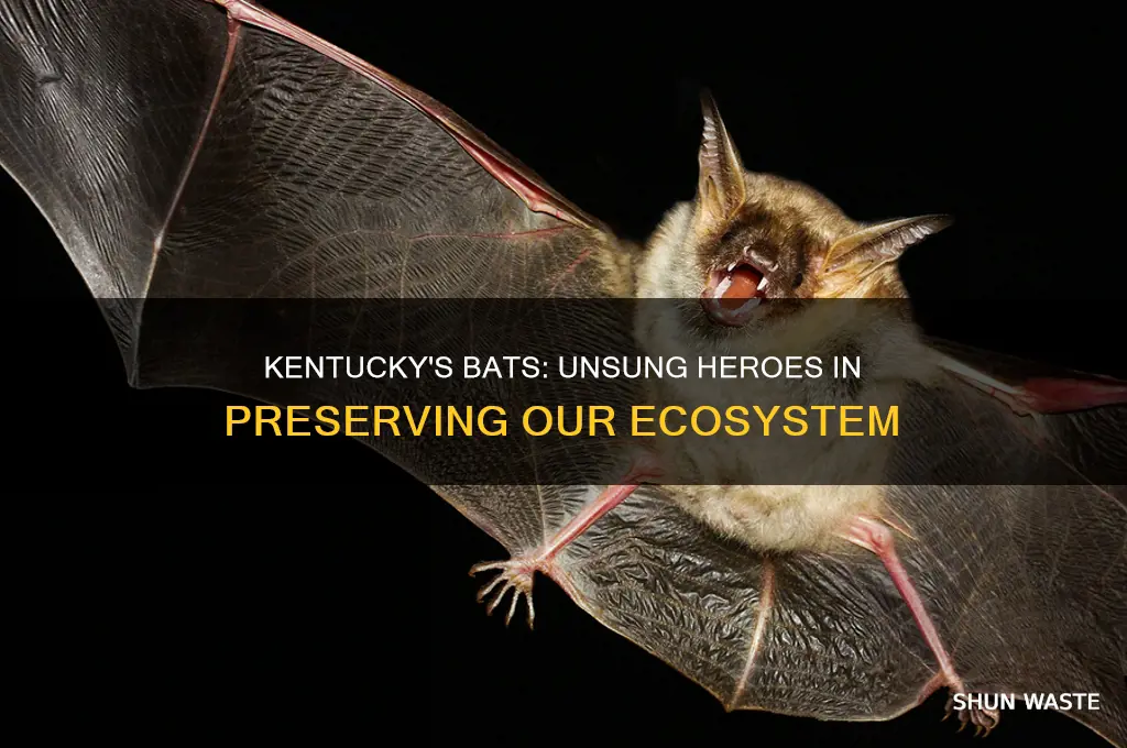 Kentucky's Bats: Unsung Heroes In Preserving Our Ecosystem | ShunWaste