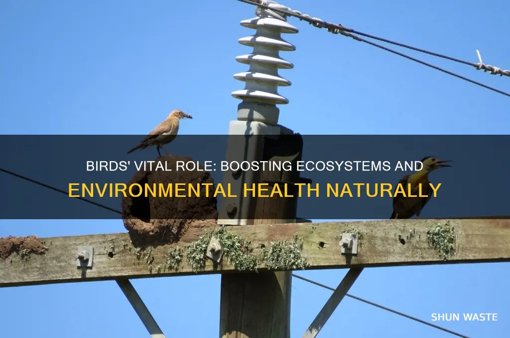 Birds' Vital Role: Boosting Ecosystems And Environmental Health ...