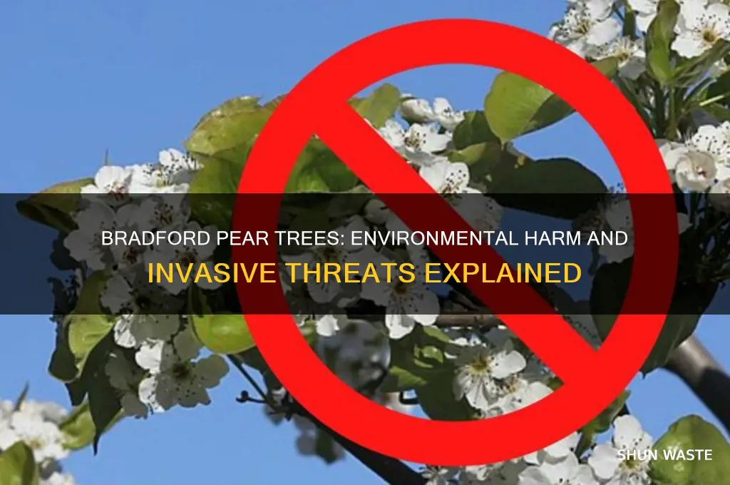 Bradford Pear Trees: Environmental Harm And Invasive Threats Explained ...