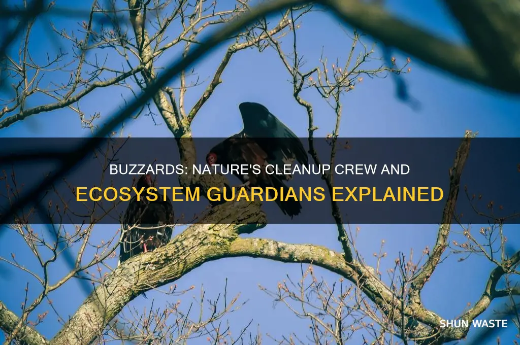 Buzzards: Nature's Cleanup Crew And Ecosystem Guardians Explained ...