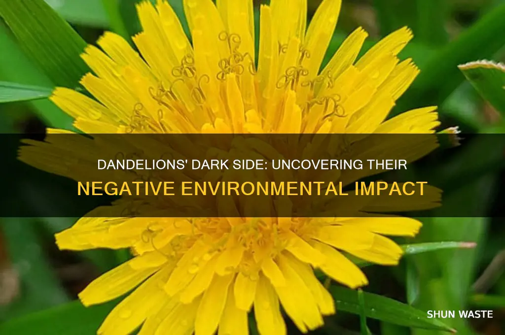 Dandelions' Dark Side: Uncovering Their Negative Environmental Impact ...