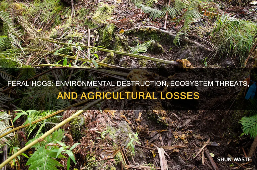 Feral Hogs: Environmental Destruction, Ecosystem Threats, And ...