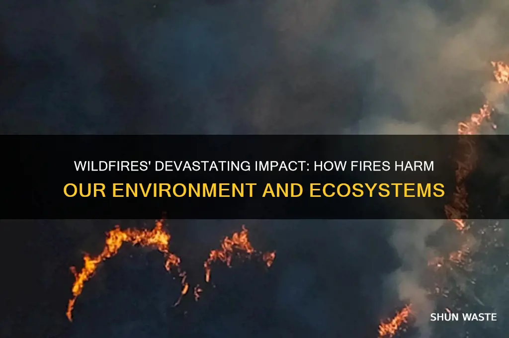 Wildfires' Devastating Impact: How Fires Harm Our Environment And ...