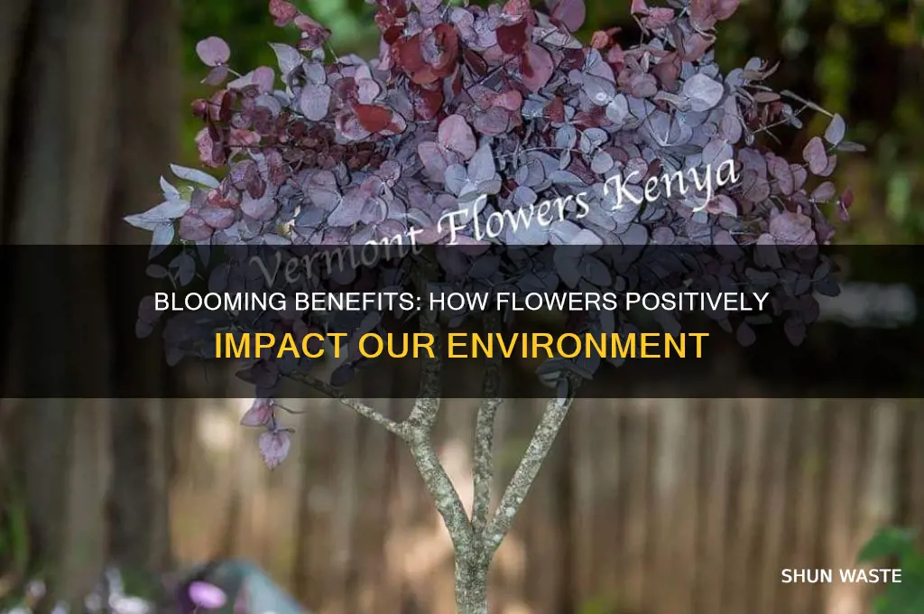 Blooming Benefits: How Flowers Positively Impact Our Environment ...