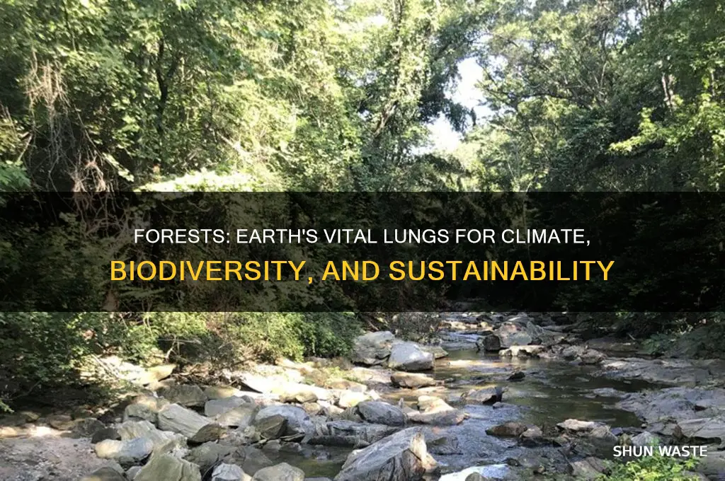 Forests: Earth's Vital Lungs For Climate, Biodiversity, And ...
