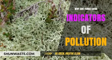 Lichens: Nature's Pollution Detectors And Their Sensitivity Explained ...