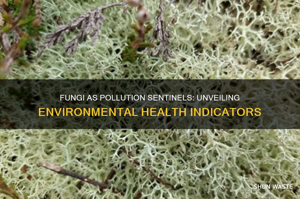 Fungi As Pollution Sentinels: Unveiling Environmental Health Indicators ...