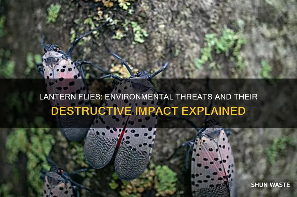 Lantern Flies: Environmental Threats And Their Destructive Impact ...