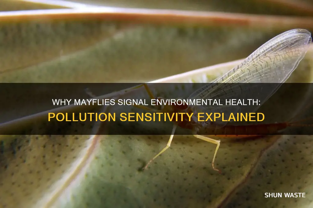 Why Mayflies Signal Environmental Health: Pollution Sensitivity ...