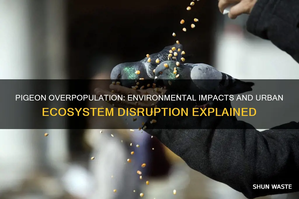 Pigeon Overpopulation: Environmental Impacts And Urban Ecosystem ...