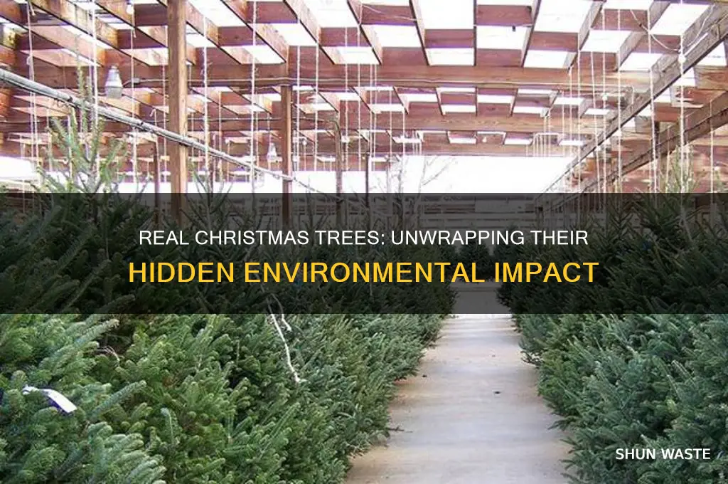 Real Christmas Trees: Unwrapping Their Hidden Environmental Impact ...