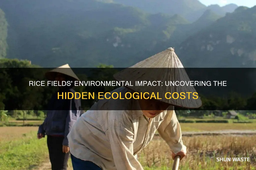 Rice Fields' Environmental Impact: Uncovering The Hidden Ecological ...