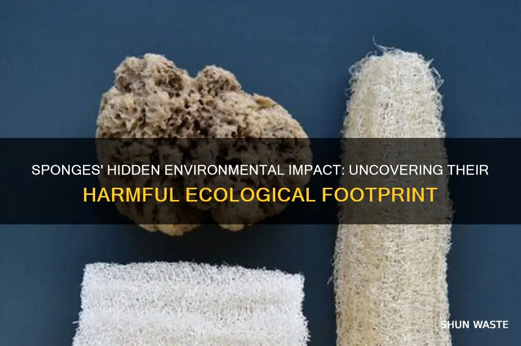 Sponges' Hidden Environmental Impact: Uncovering Their Harmful ...