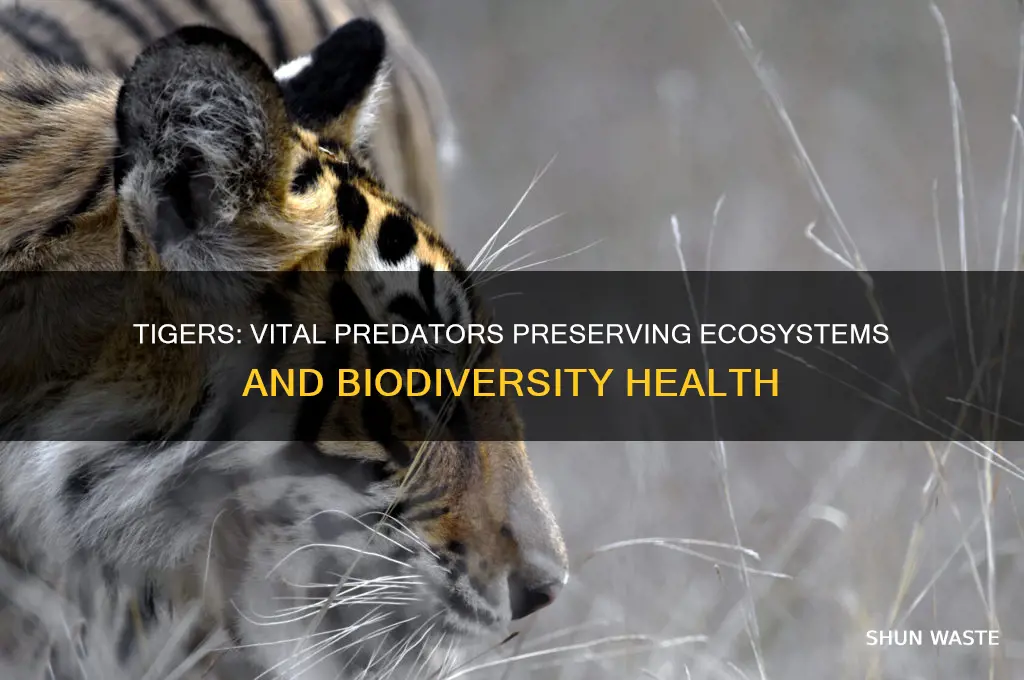 Tigers: Vital Predators Preserving Ecosystems And Biodiversity Health ...