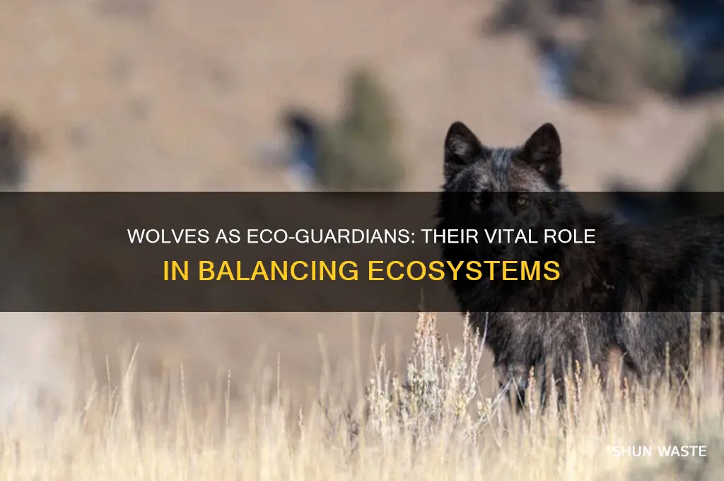 Wolves As Eco-Guardians: Their Vital Role In Balancing Ecosystems ...