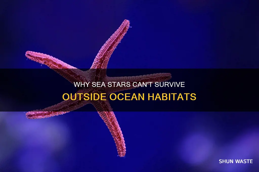 Why Sea Stars Can't Survive Outside Ocean Habitats | ShunWaste
