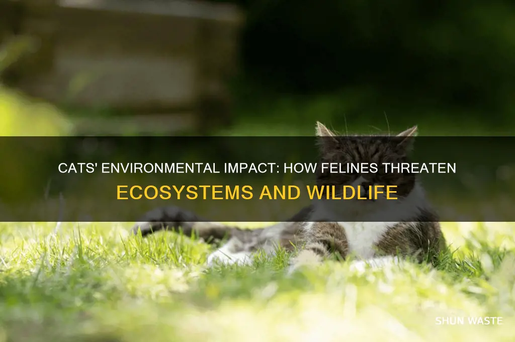 Cats' Environmental Impact: How Felines Threaten Ecosystems And ...